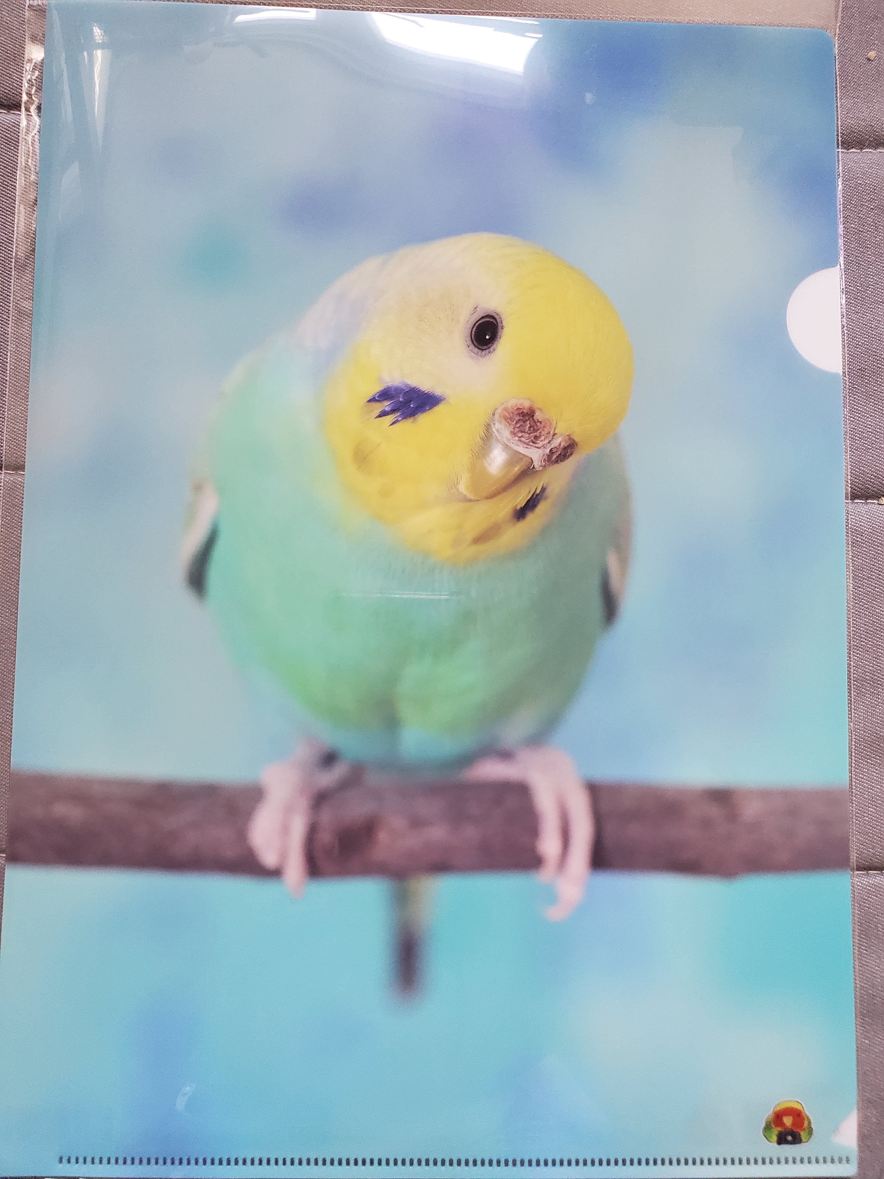 Budgie parrot A4 file/folder – Feathered & Featherless